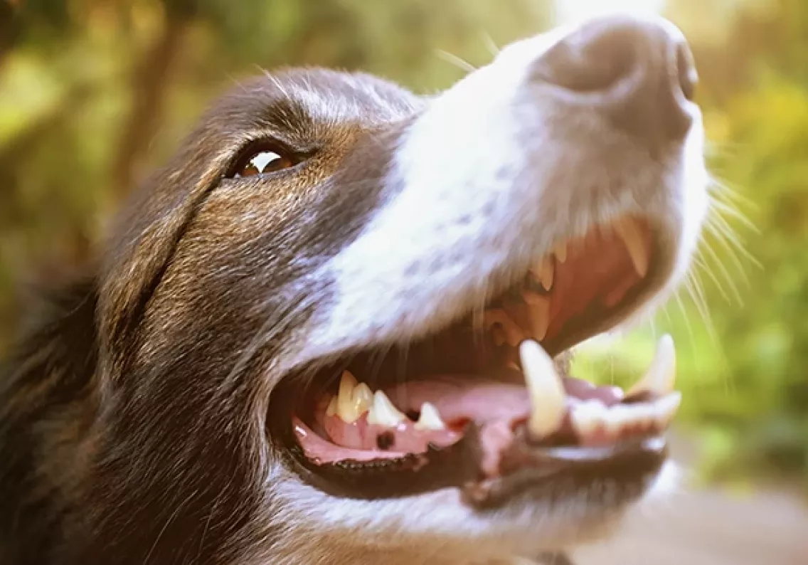 Tres alimentos para cuidar la salud bucal de tu perro