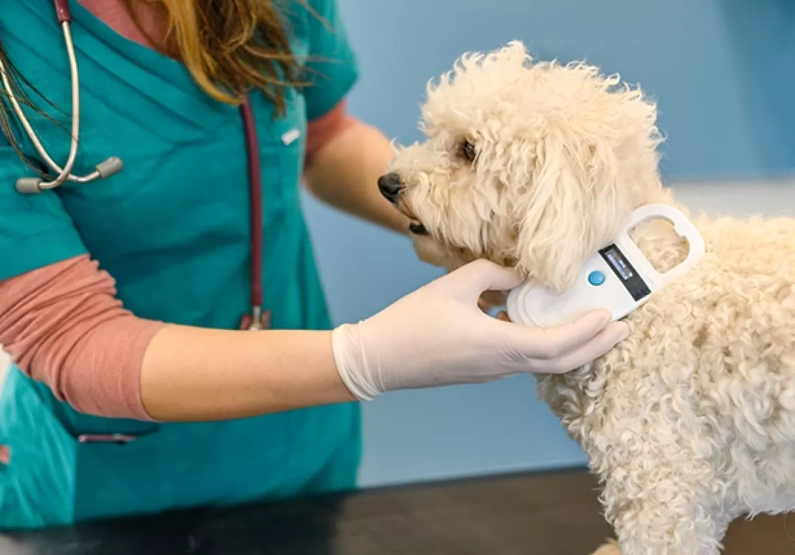 Los chips para perros: ¿son realmente seguros?