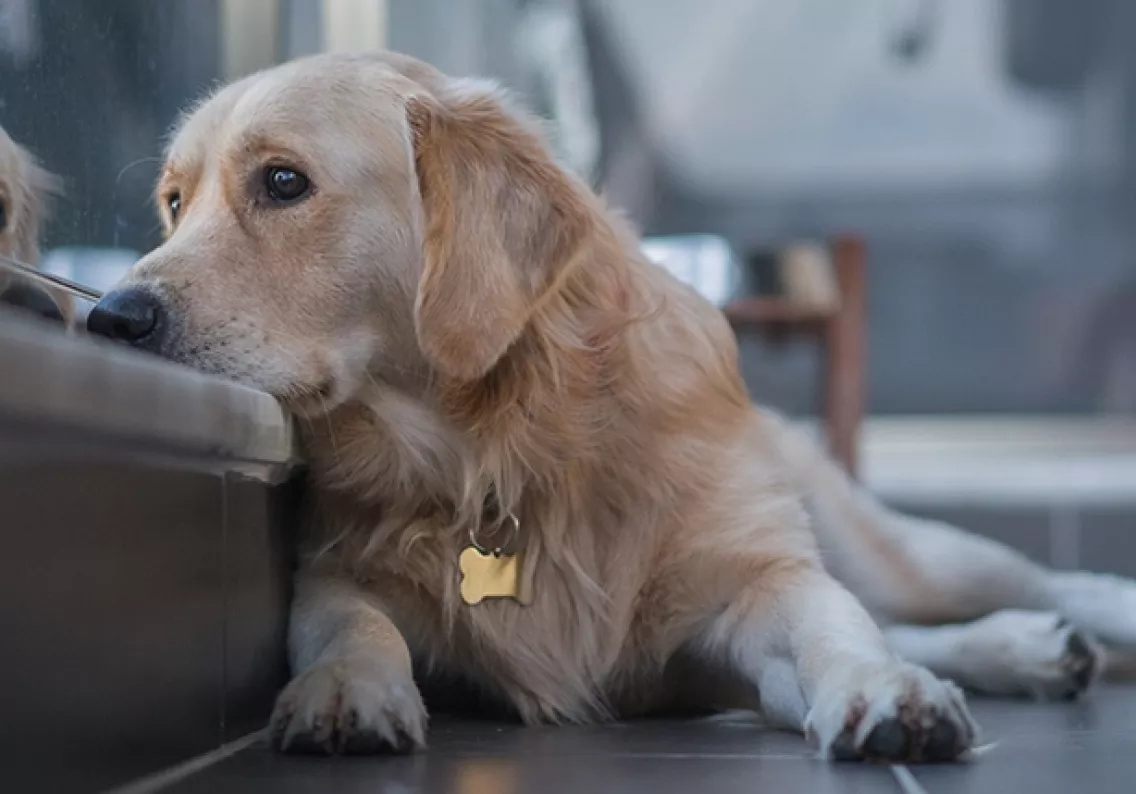Mi perro está decaído y apátco: ¿por qué le pasa?